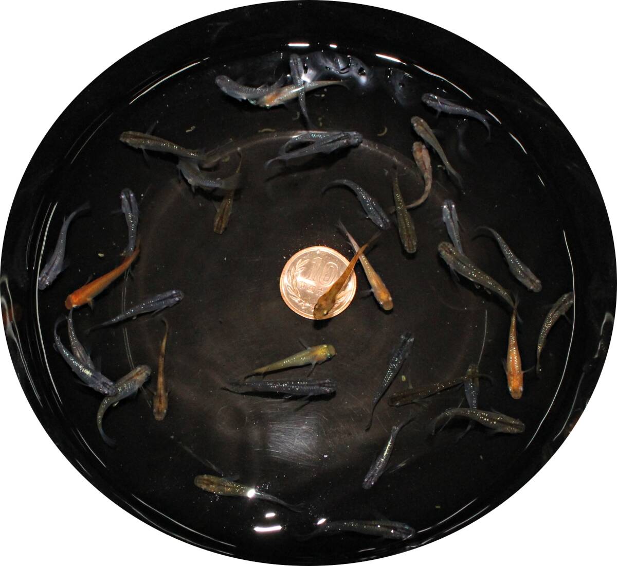 Yahoo!オークション - 【KHF】 めだか ミックス 30尾セット G02C