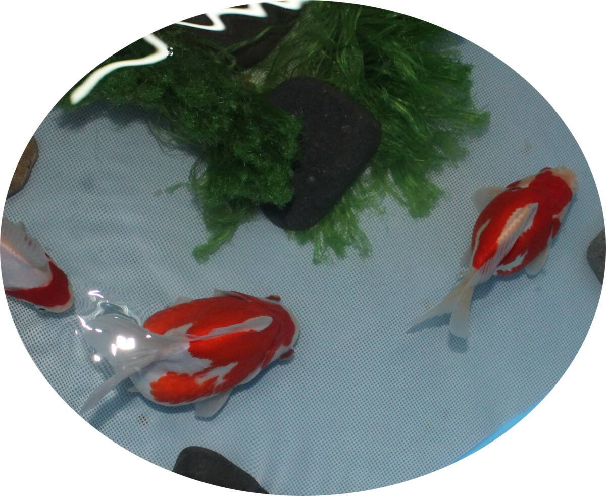 Yahoo!オークション - 【KHF】 金魚 玉サバ（無選別）稚魚 300尾...