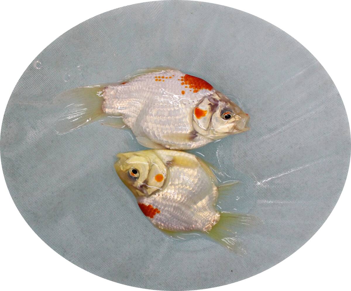 Yahoo!オークション - 【KHF】 金魚 玉サバ 明け二歳魚 約11～1...