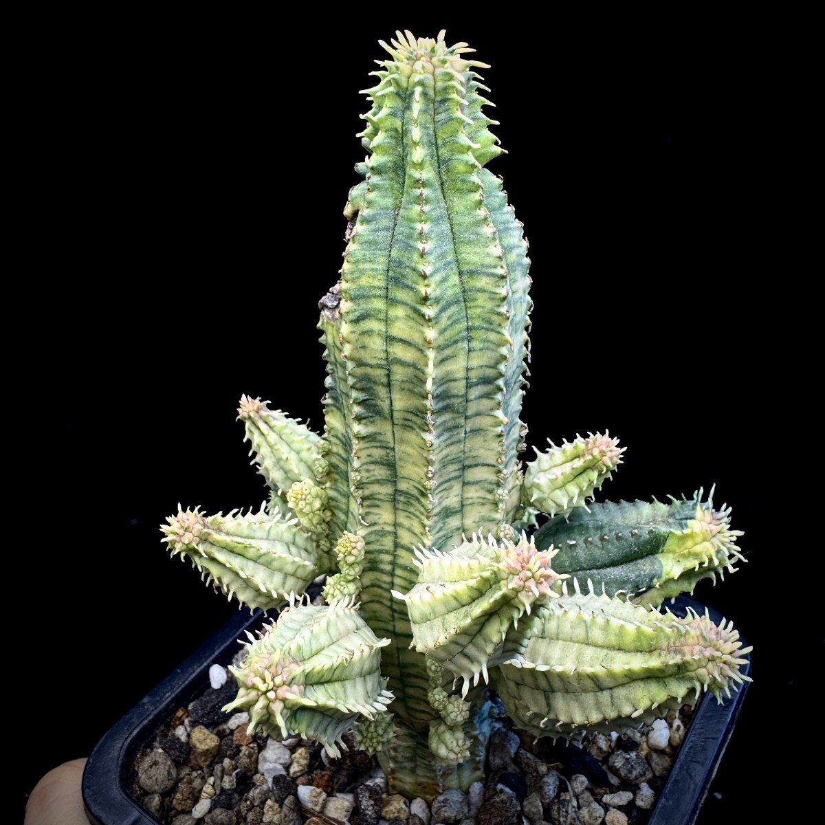 Yahoo!オークション - B888 ヨーロッパ入力 ユーフォルビア オベサブロ...