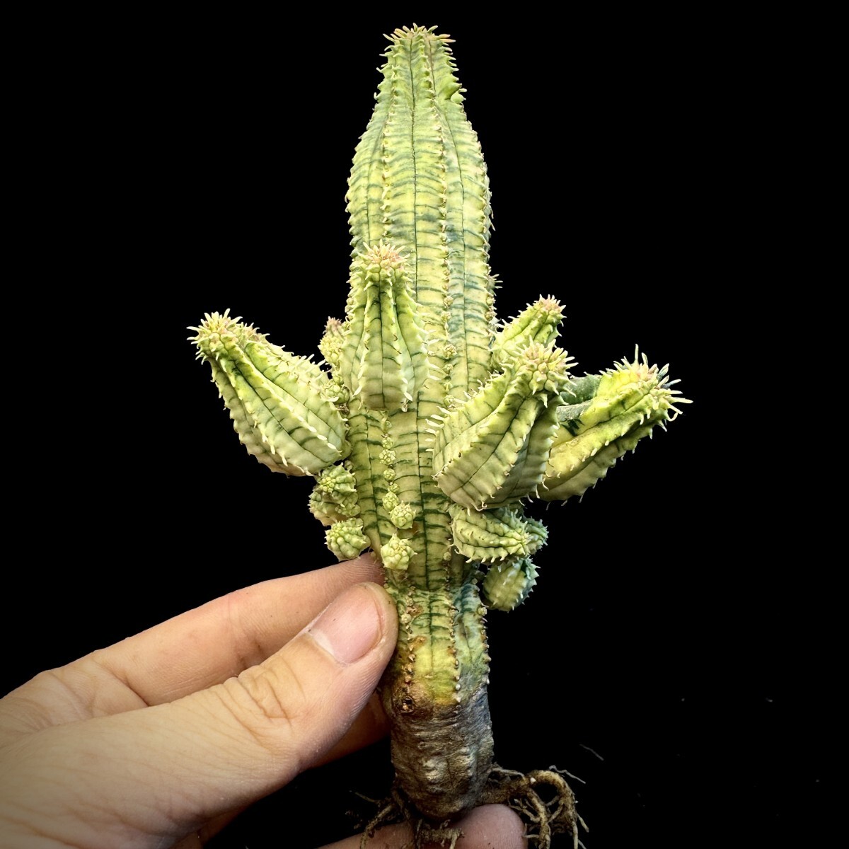 Yahoo!オークション - B888 ヨーロッパ入力 ユーフォルビア オベサブロ...