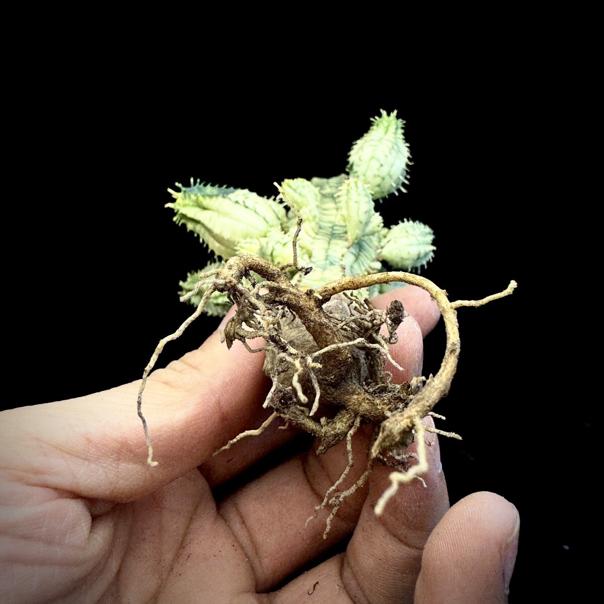 Yahoo!オークション - B888 ヨーロッパ入力 ユーフォルビア オベサブロ...