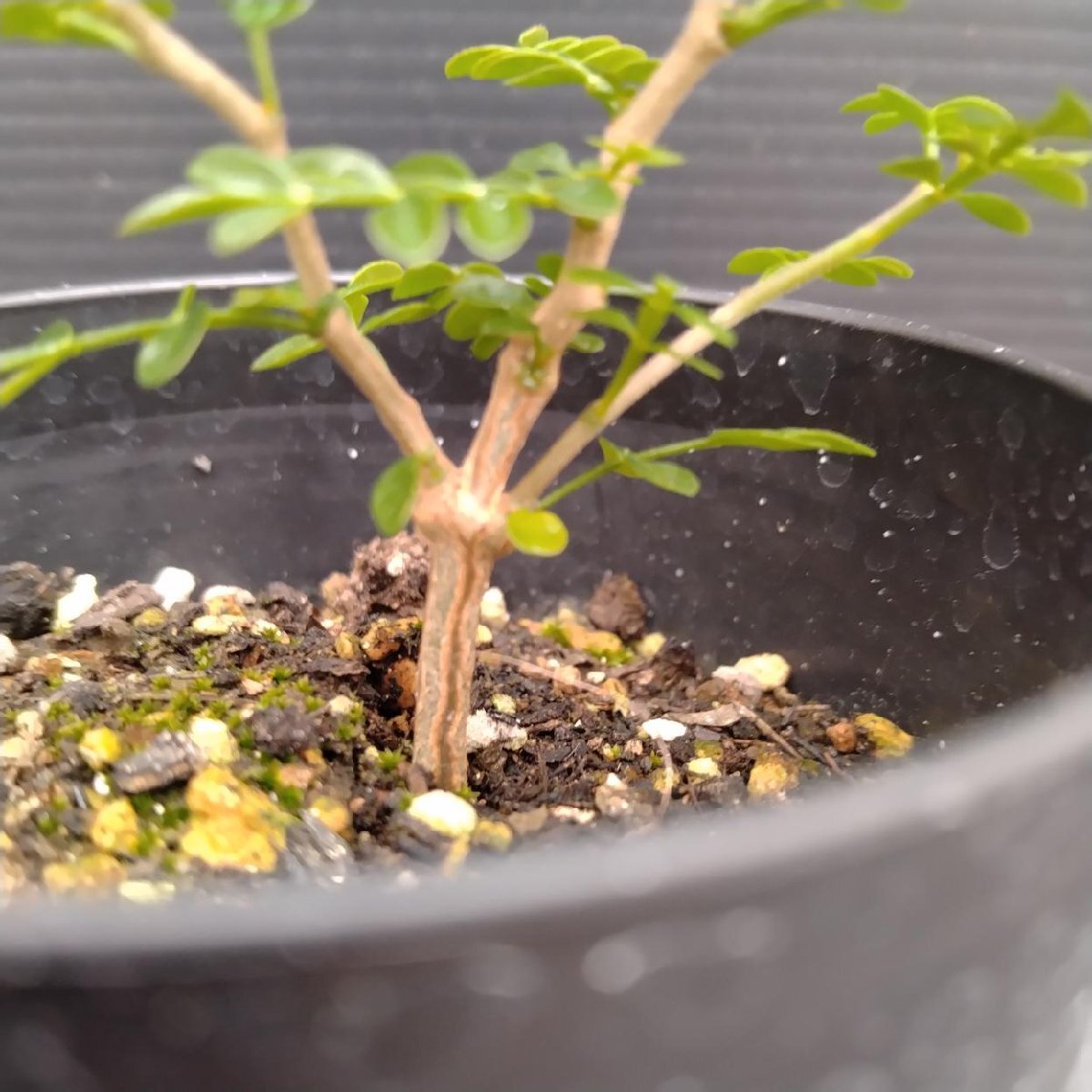 Yahoo!オークション - 6636 「実生株」オペルクリカリア パキプス 植え...