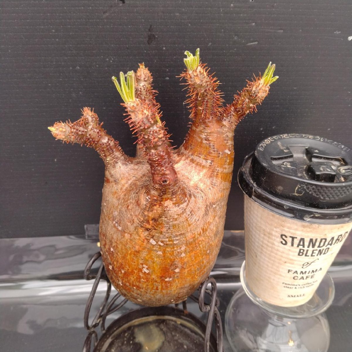 Yahoo!オークション - 8238 「塊根植物」パキポディウム グラキリス M ...