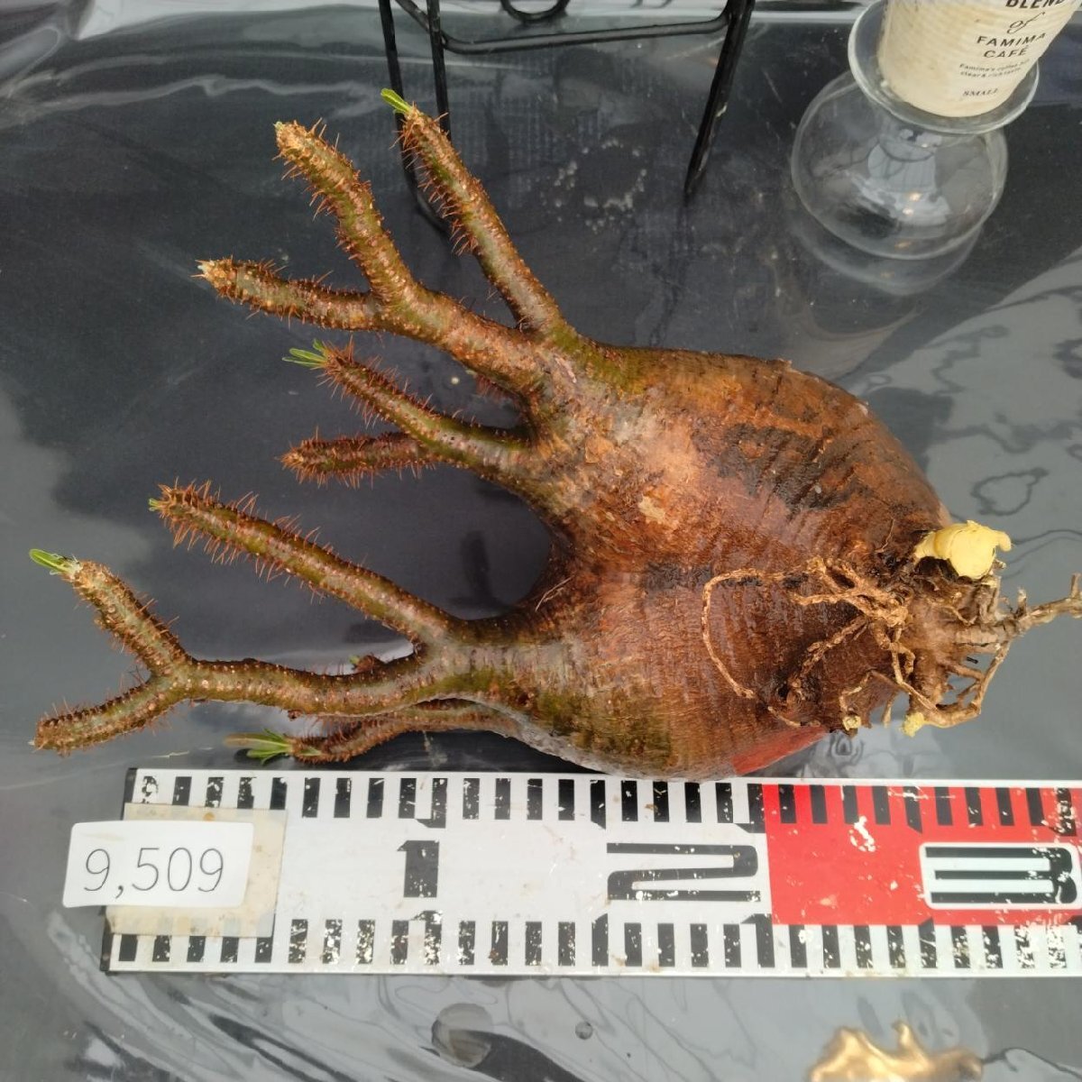 Yahoo!オークション - 9509 「塊根植物」パキポディウム グラキリス M ...