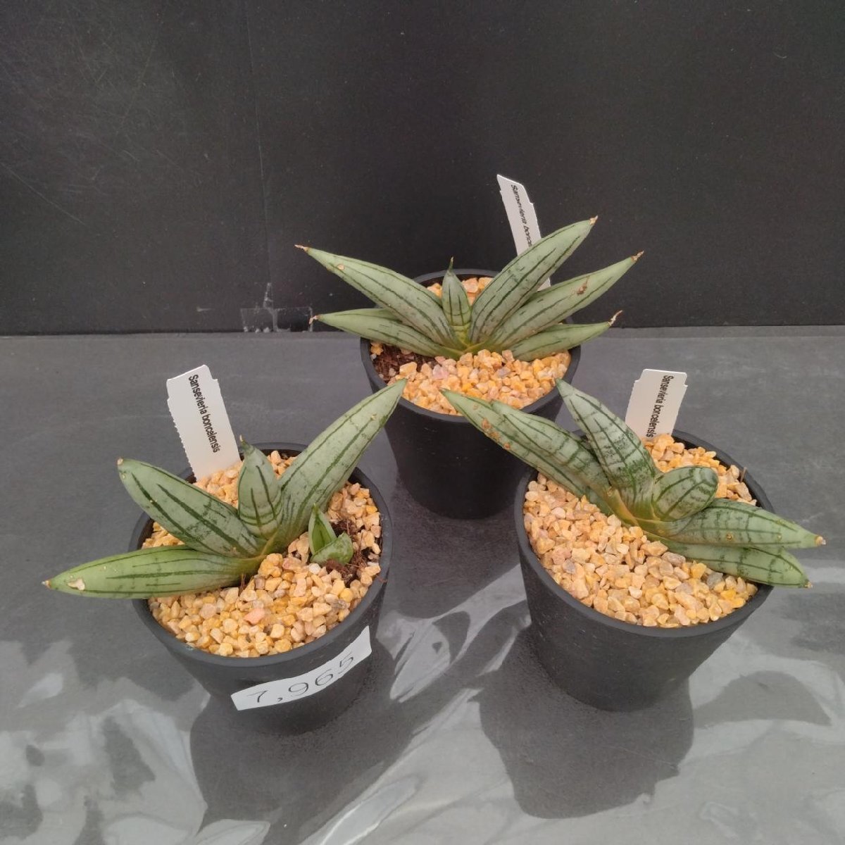 Yahoo!オークション - 7965 「観葉植物J」サンセベリア ボンセレンシス...