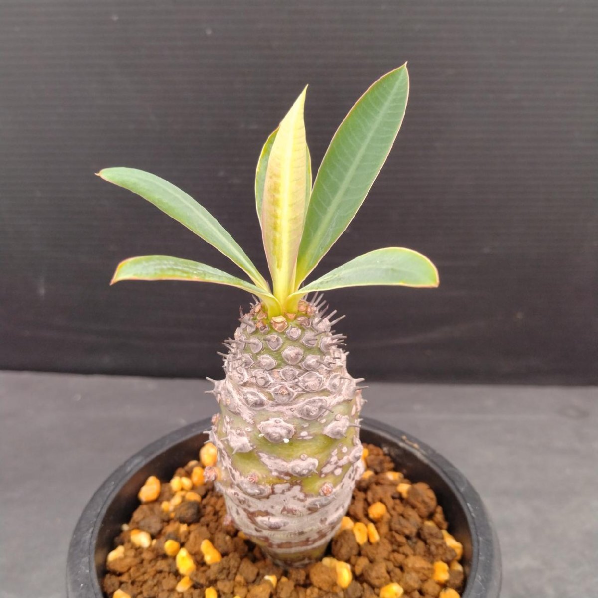 Yahoo!オークション - 7869 「塊根植物」ユーフォルビア パキポディオ...