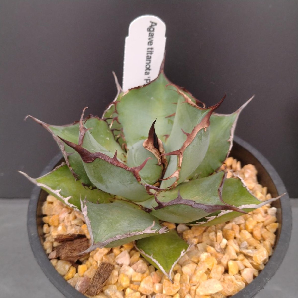 Yahoo!オークション - 7938 「多肉植物J」アガベ パンダ 植え【発根・...