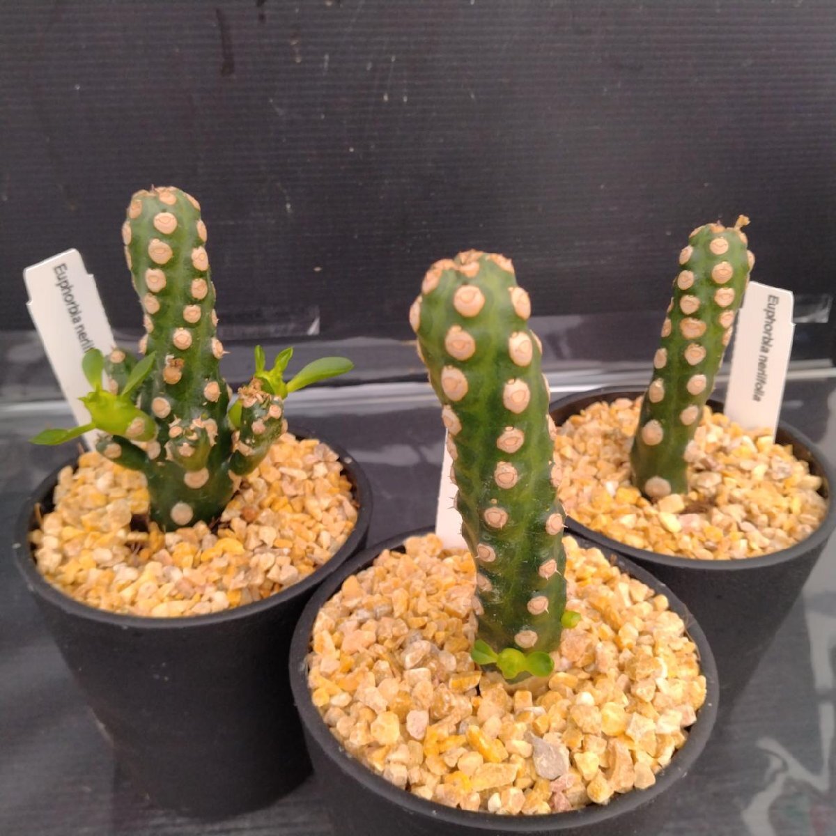 Yahoo!オークション - 8199 「多肉植物J」ユーフォルビア ネリフォリア...