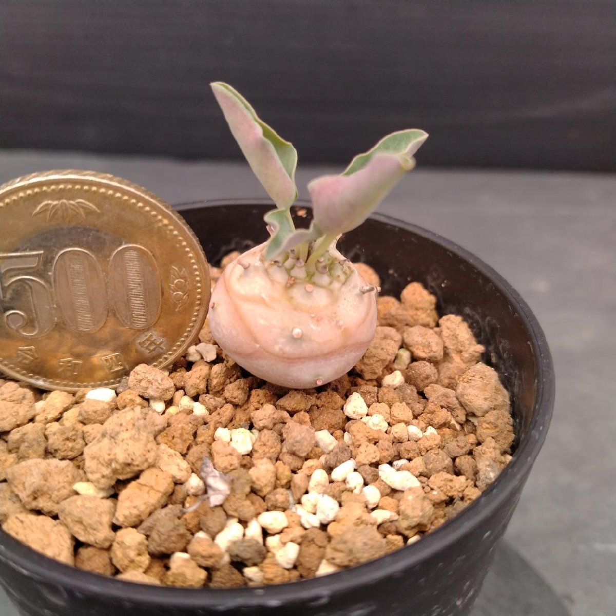 Yahoo!オークション - 7859 「多肉植物」ユーフォルビア グロブリカウ...