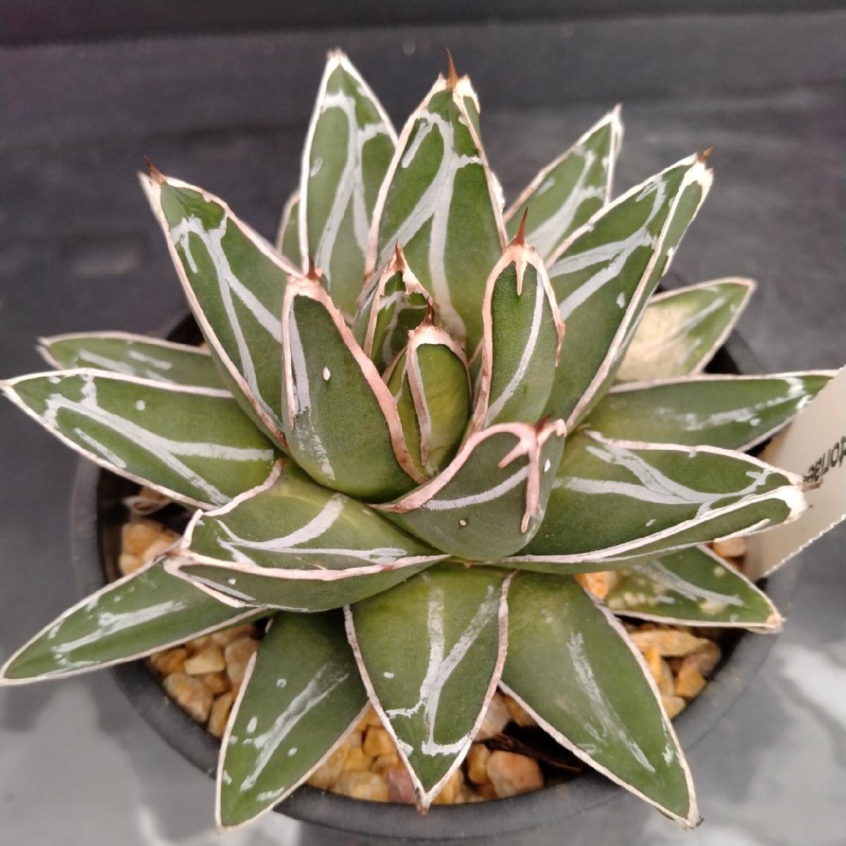 Yahoo!オークション - 7518 「多肉植物J」アガベ ササノユキ 植え【発...