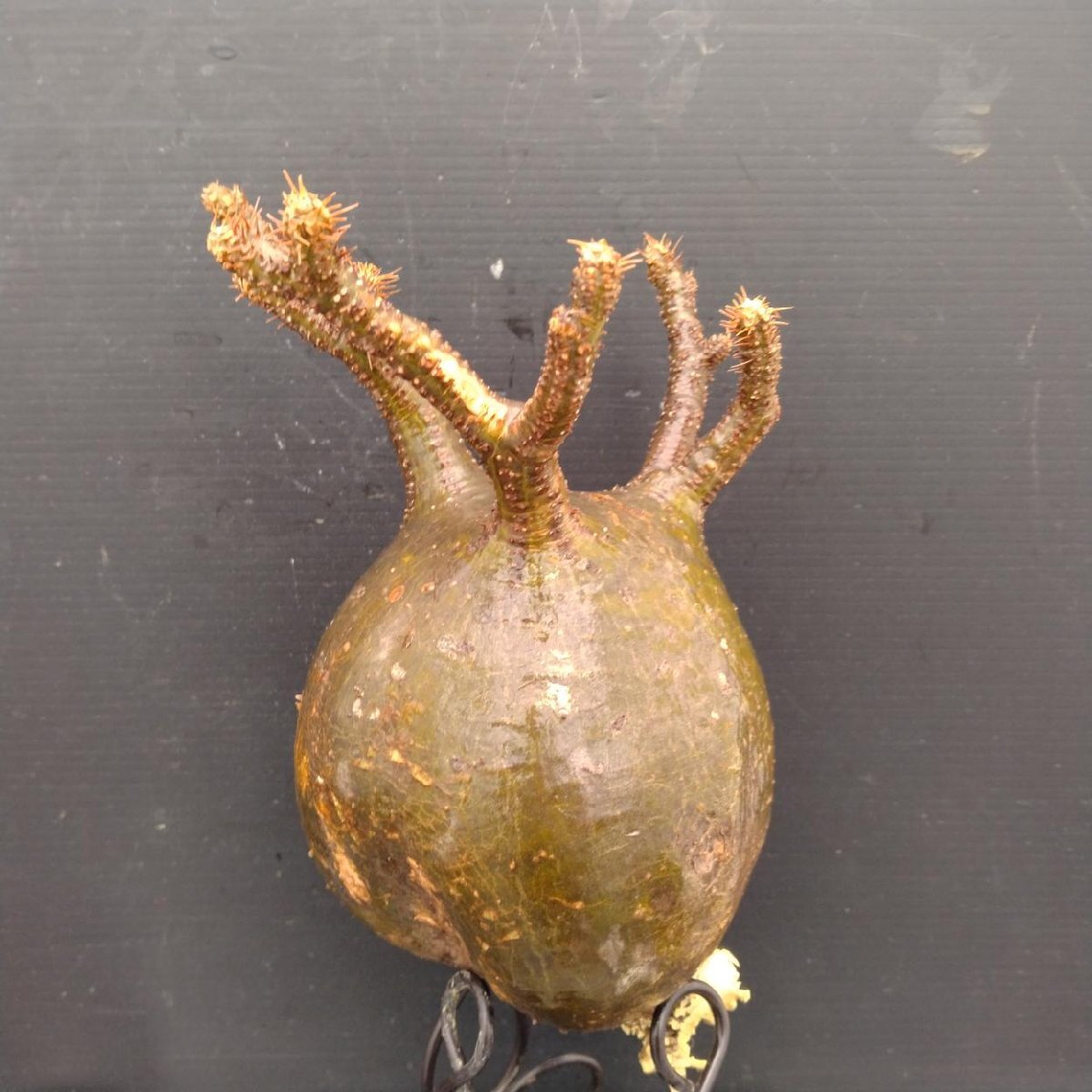 Yahoo!オークション - 5946 「1株購入でパキプス種子プレゼント」パキ...