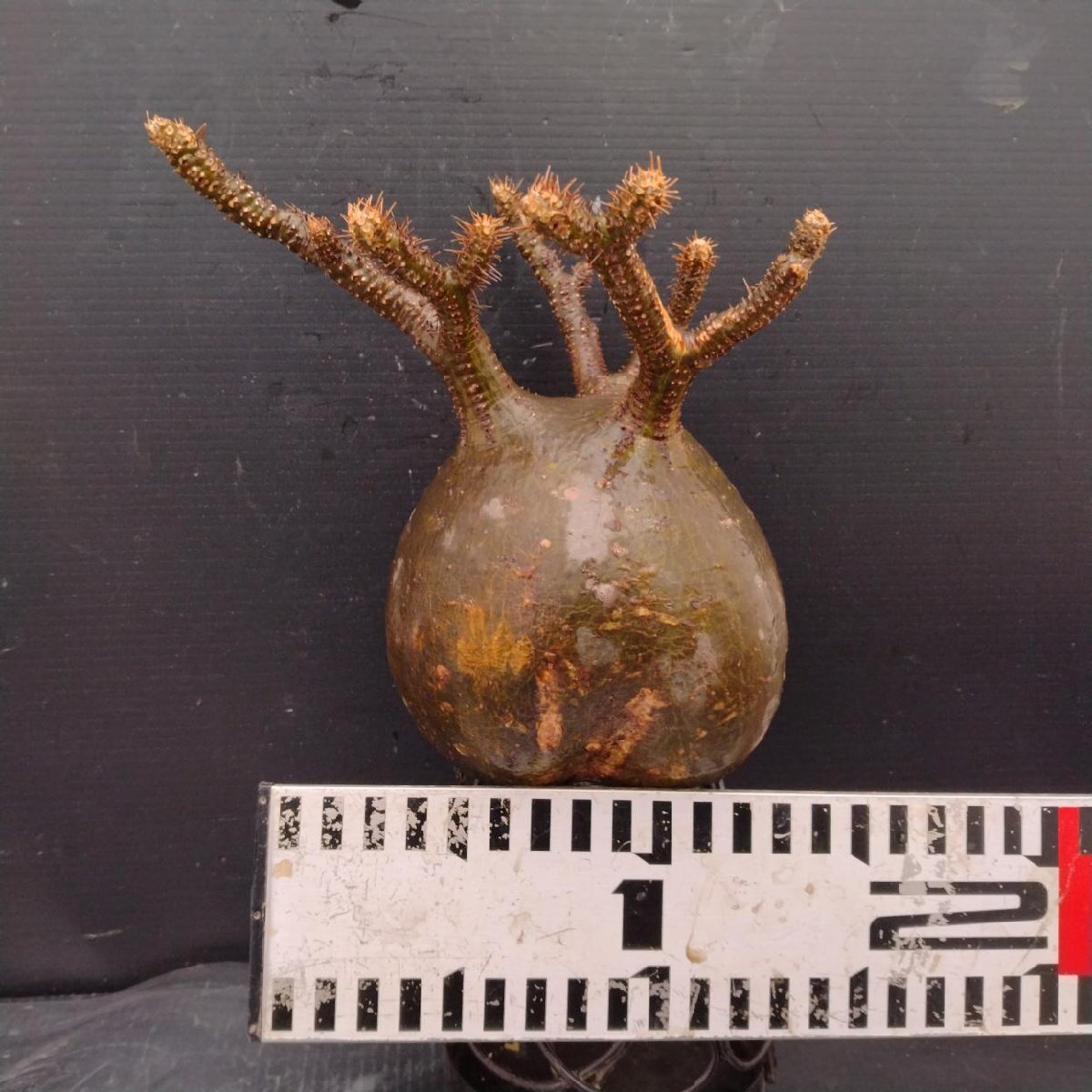 Yahoo!オークション - 5946 「1株購入でパキプス種子プレゼント」パキ...