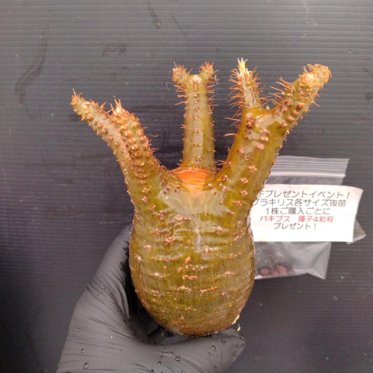 Yahoo!オークション - 6738 「1株購入でパキプス種子プレゼント」パキ...