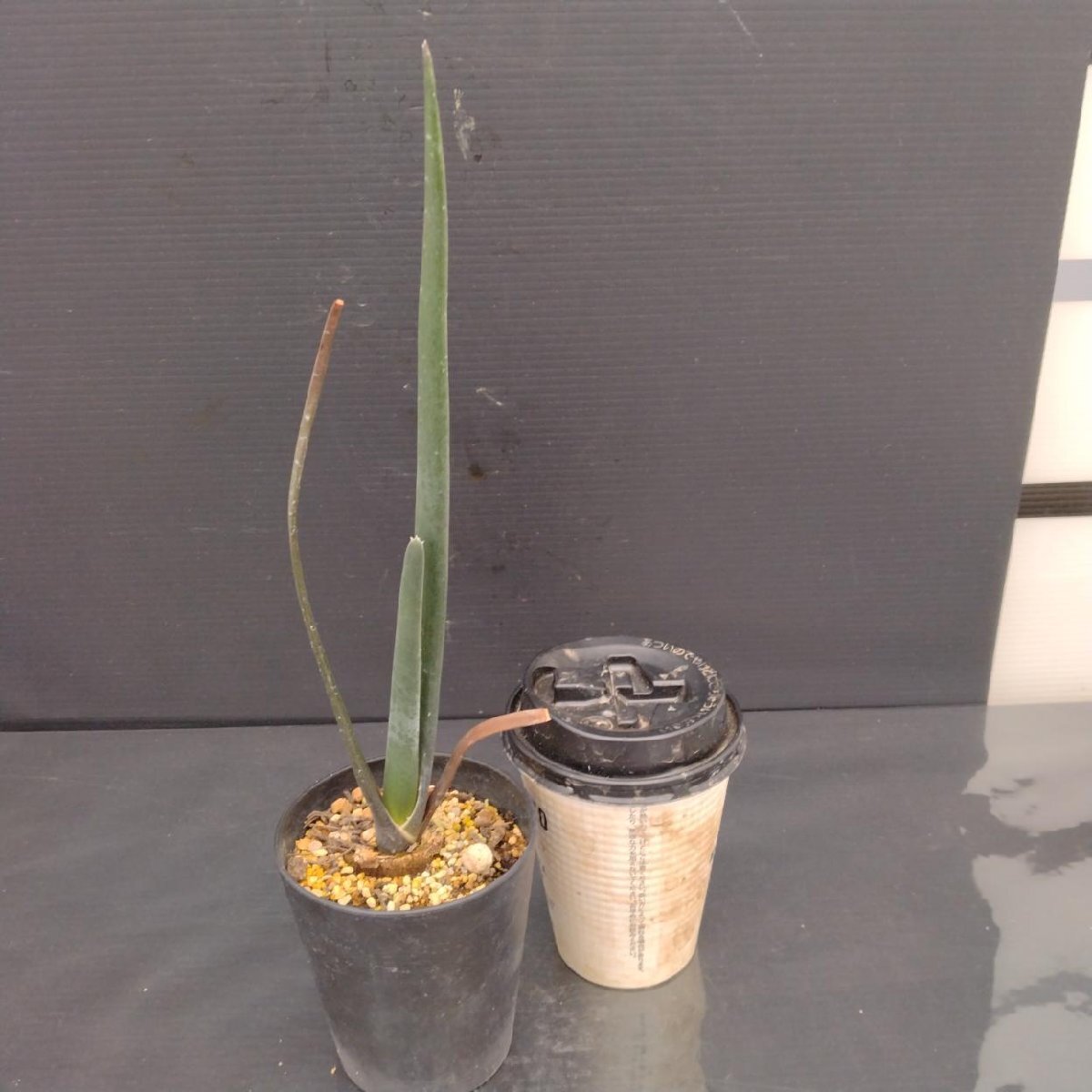 Yahoo!オークション - 6965 「実生株】アロエ スザンナエ【種から発芽 ...