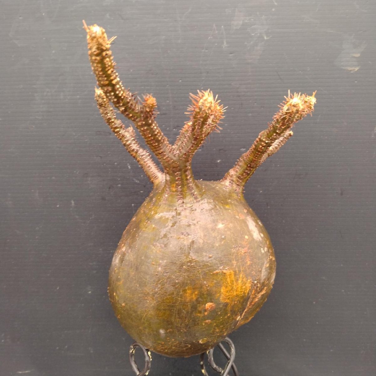 Yahoo!オークション - 5946 「1株購入でパキプス種子プレゼント」パキ...