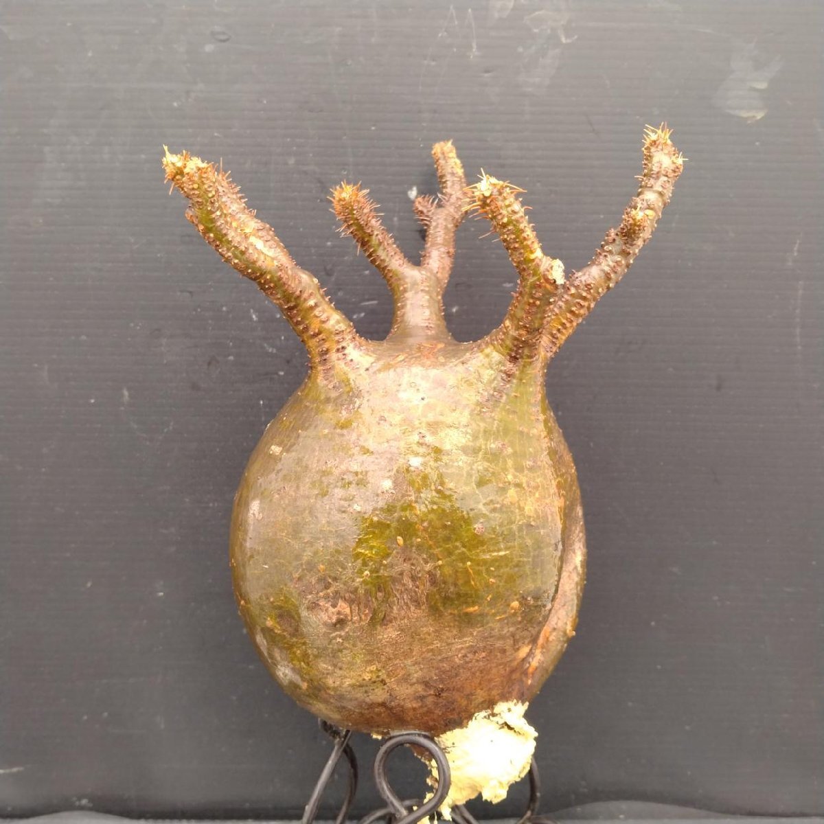 Yahoo!オークション - 5946 「1株購入でパキプス種子プレゼント」パキ...