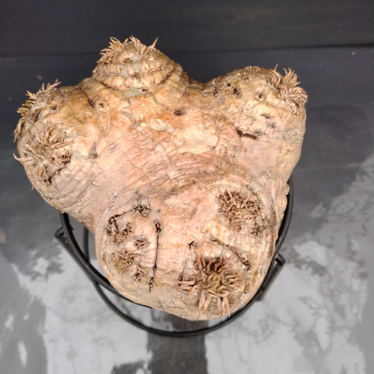 Yahoo!オークション - 9633 「塊根植物」パキポディウム 恵比寿笑い 抜...