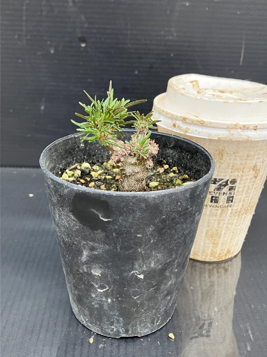 5801 実生 パキポディウム グラキリス 綴化 種から発芽 発根 Pachypodium 多肉植物(観葉植物)｜売買されたオークション情報、yahooの商品情報をアーカイブ公開 ...