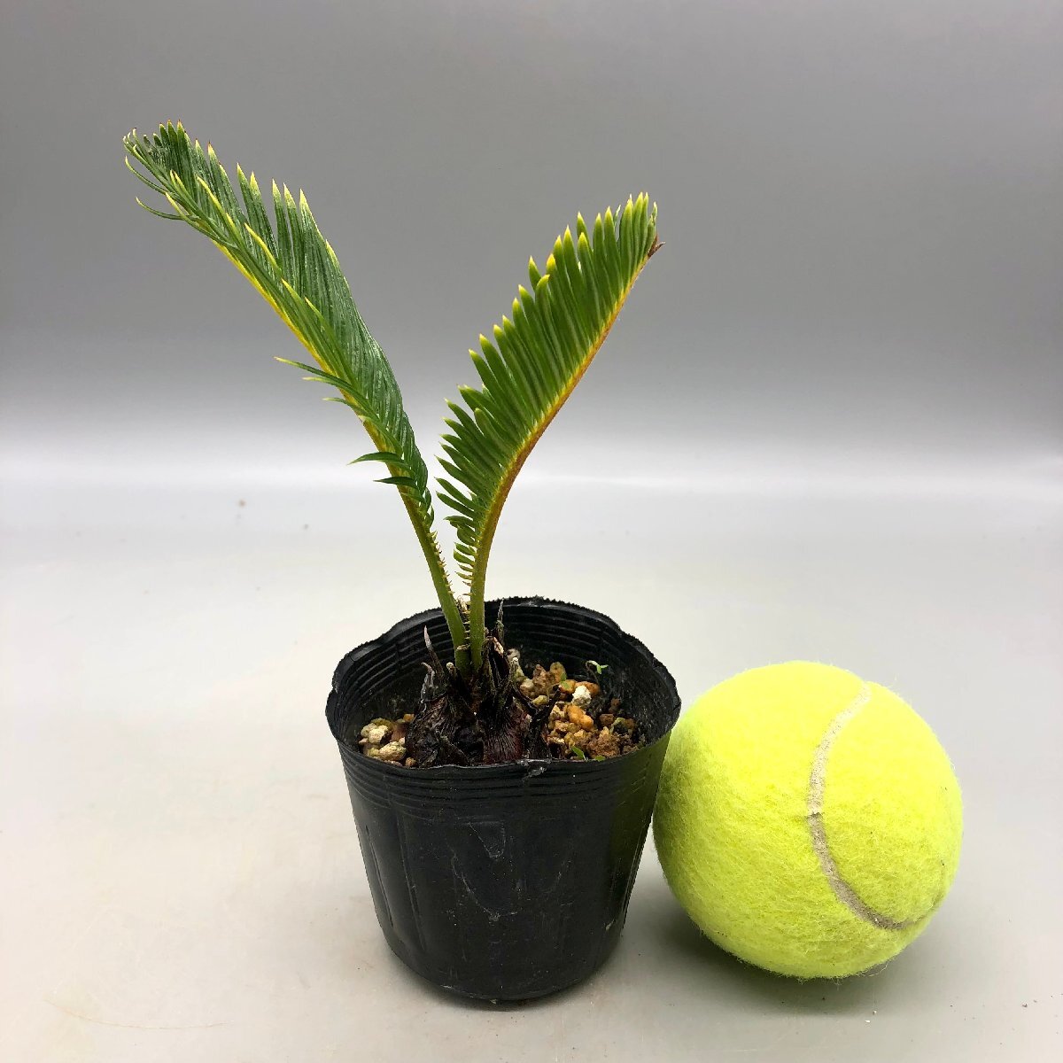 Yahoo!オークション - -G93-金環ソテツ 071016