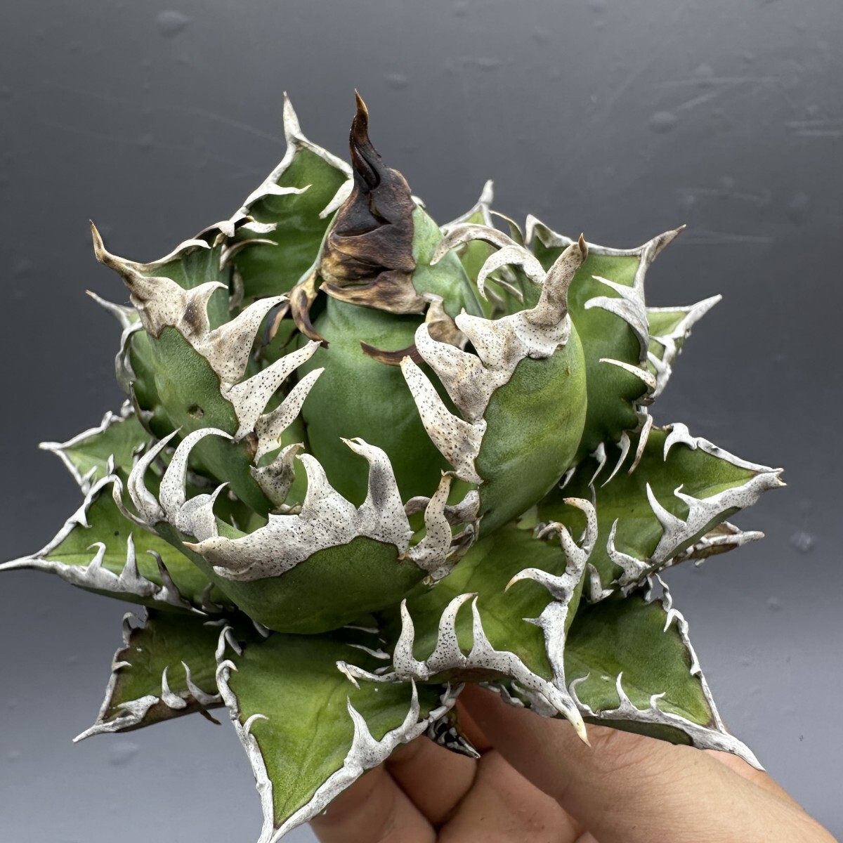 Yahoo!オークション - N27 【パンダ園芸】 特選 アガベ 多肉植物 チタ...