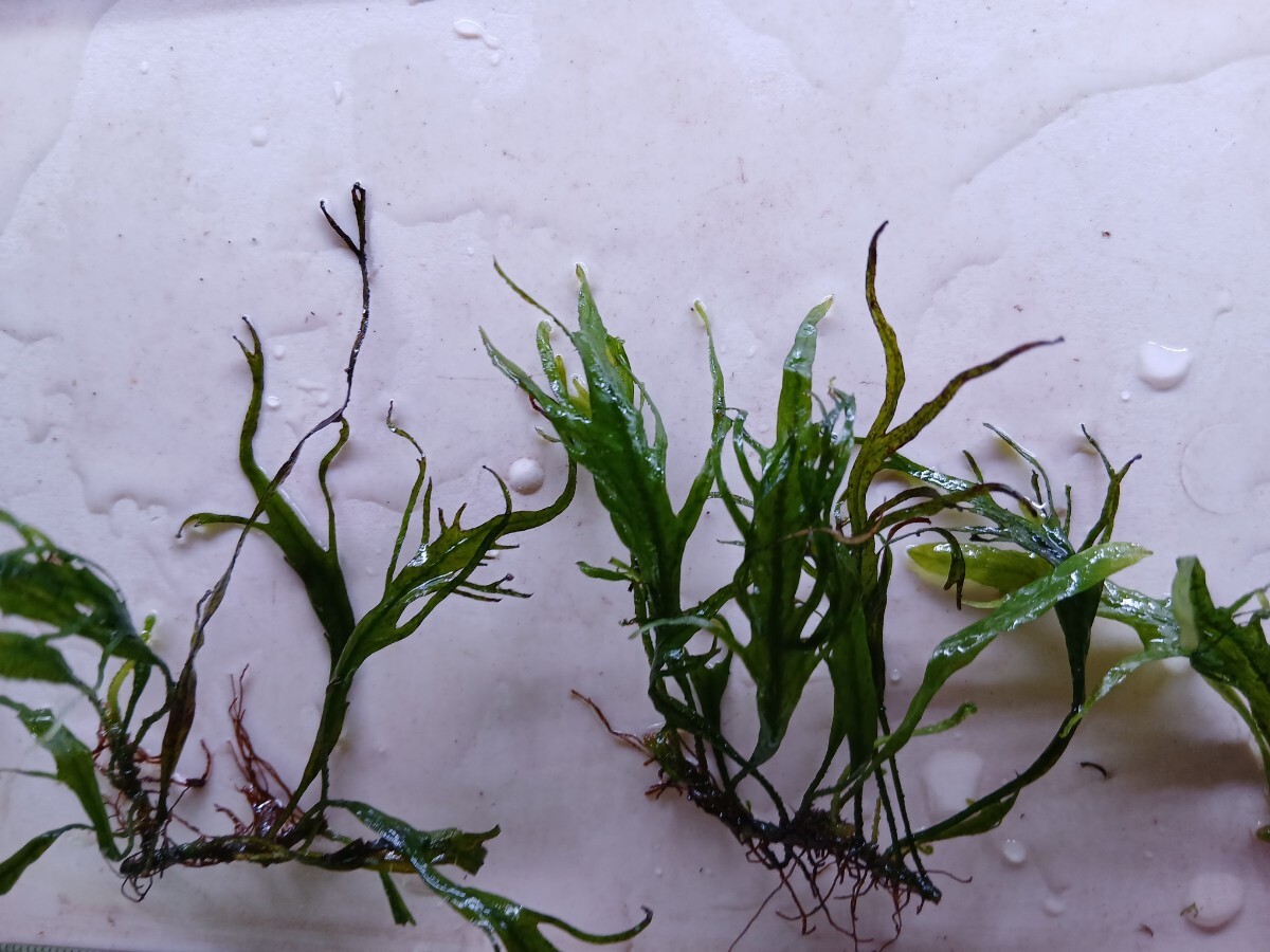 Yahoo!オークション - ミクロソリウムsp AT33