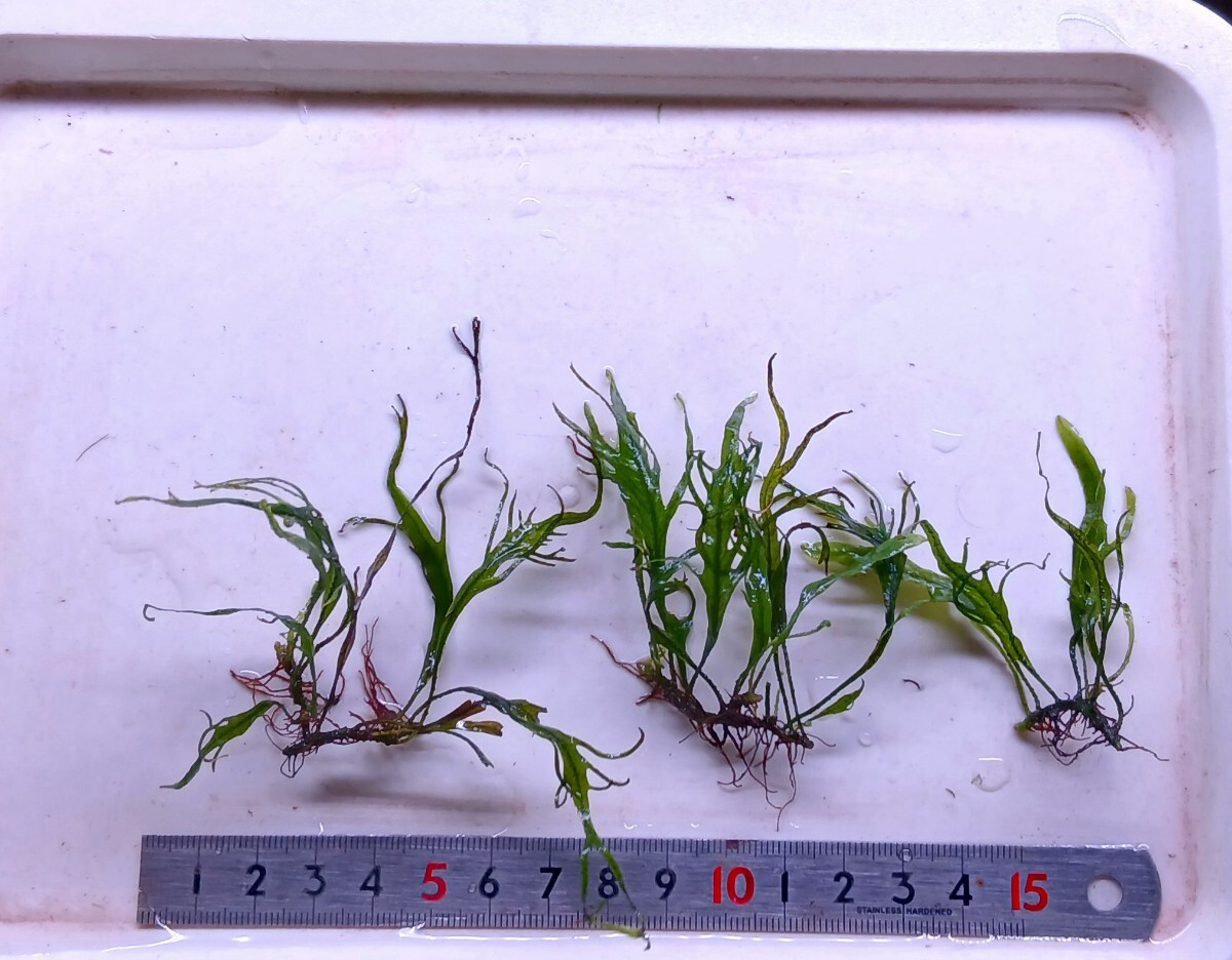 Yahoo!オークション - ミクロソリウムsp AT33