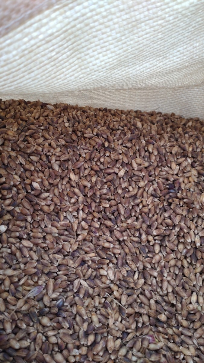 Yahoo!オークション - 限定販売 令和7年産紫もち麦ダイシモチ 24kg