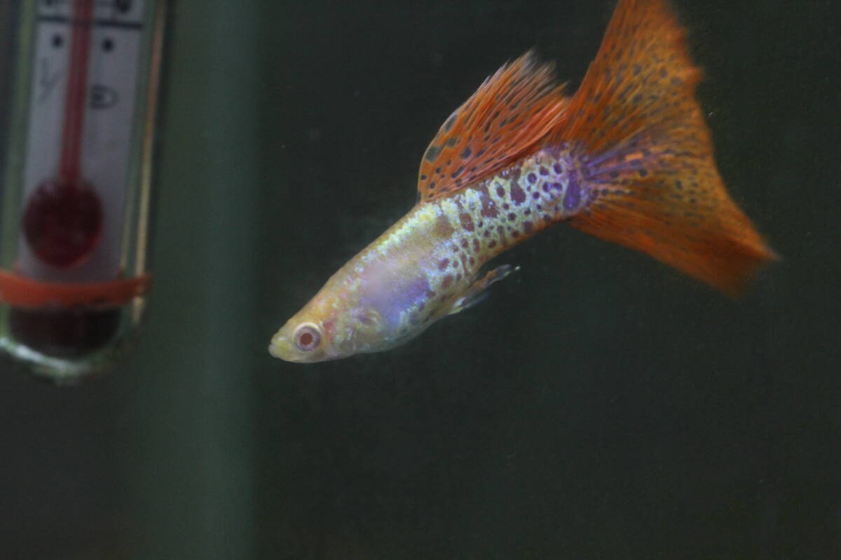 Yahoo!オークション - 〔Sphinx-38〕 RREA.ギャラクシーレッドレースコ...