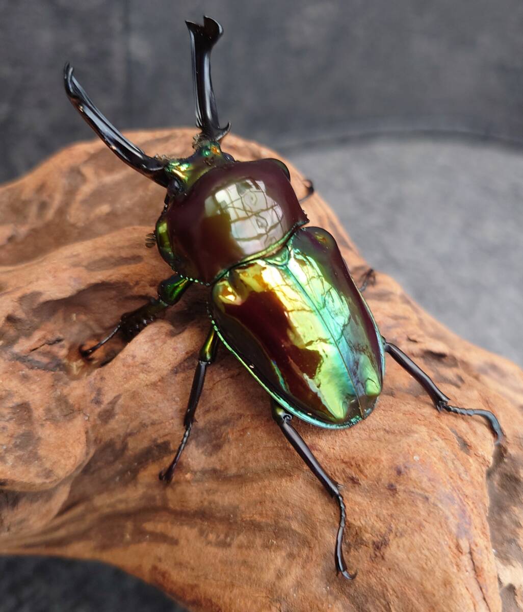 Yahoo!オークション - ニジイロクワガタRTN本家累代ピカール グリーン ...