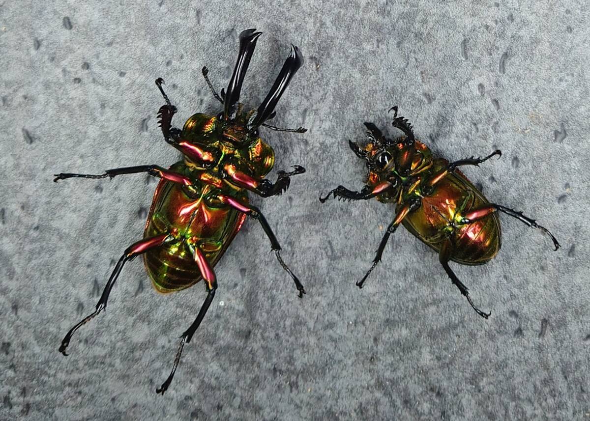 Yahoo!オークション - ニジイロクワガタRTN本家累代ピカール レッド ♂...