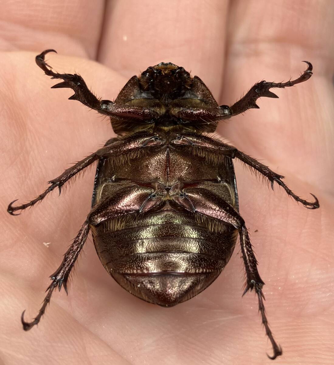 Yahoo!オークション - マンネレイカラカネヒナカブト♀28ミリ単品WF2