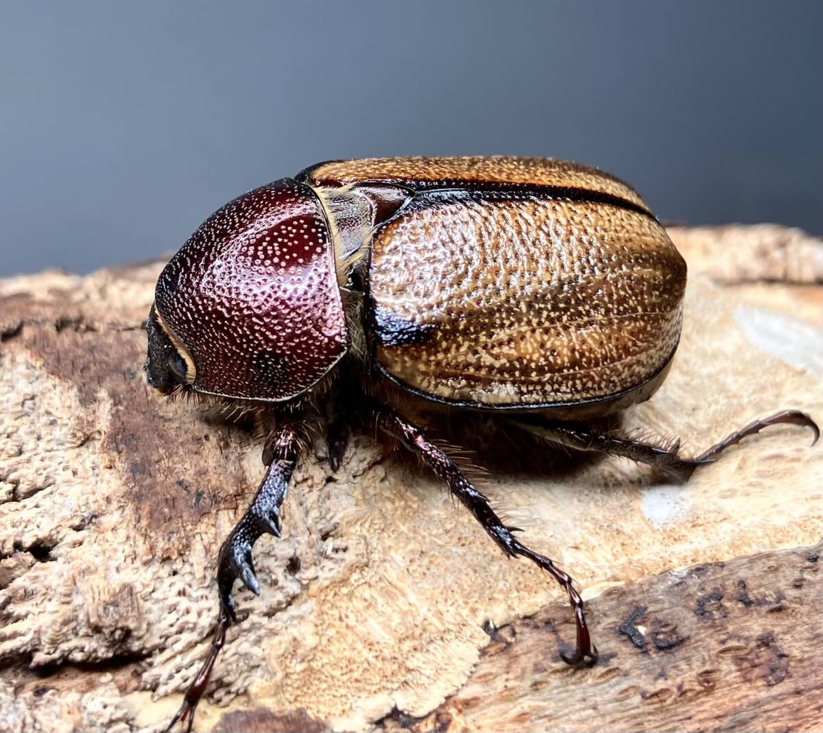 Yahoo!オークション - マンネレイカラカネヒナカブト♀28ミリ単品WF2