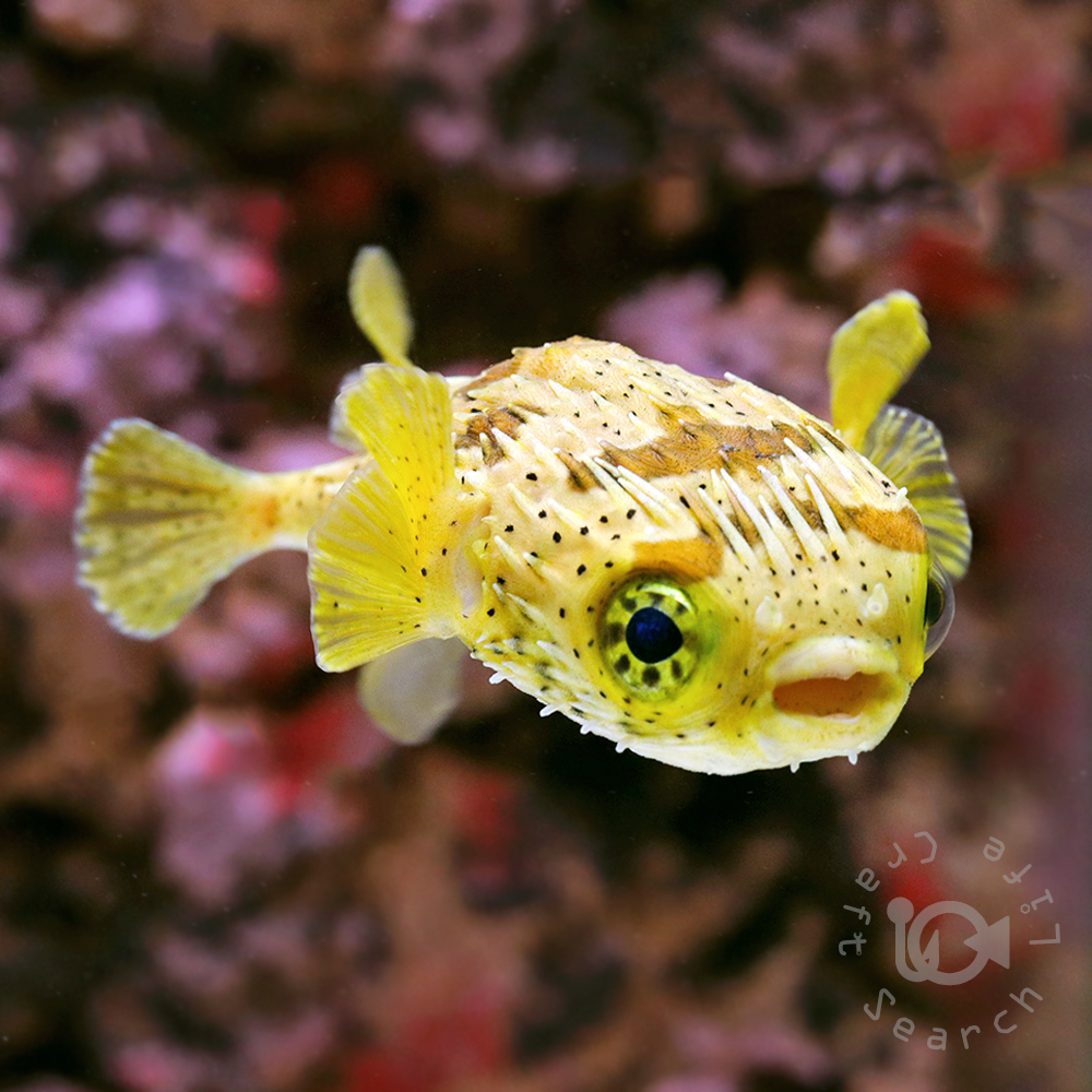 Yahoo!オークション - ハリセンボン 約8～11cm