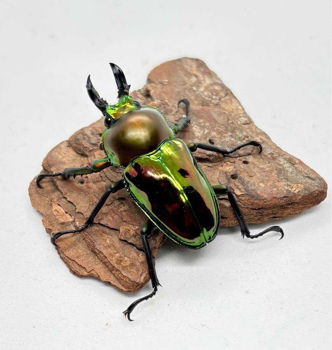 Yahoo!オークション - ニジイロクワガタ ノーマル CBF1 2ペア