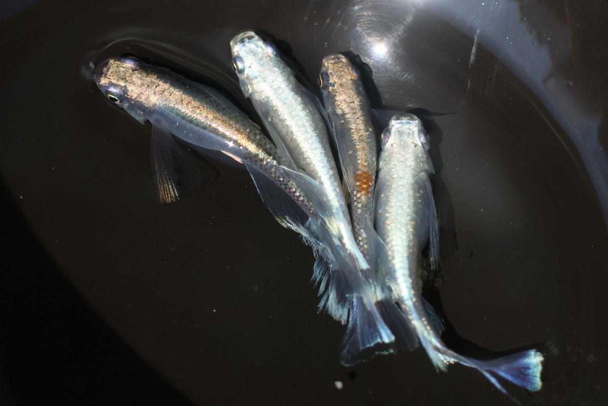 Yahoo!オークション - 早メダカ そうめんRLF【Fuji Aqua Green様直系...