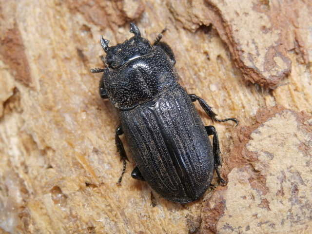 Yahoo!オークション - ネブトクワガタ25～26ミリ♂♀ペア No.9190