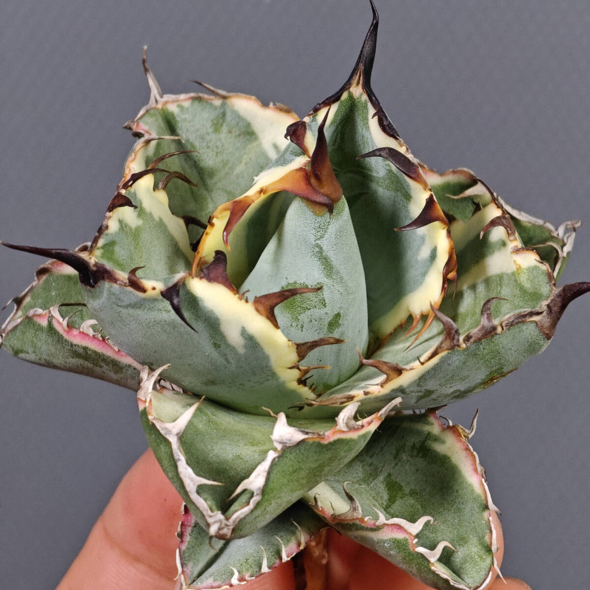 Yahoo!オークション - 【龍園觀】No.W59 特選 アガベ チタノタ " BB...