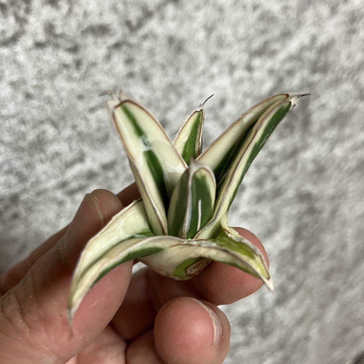 龍園觀 No.A109 特選 アガベ 笹の雪 "氷山" 極上斑 極上株(アガベ)｜売買されたオークション情報、yahooの商品情報をアーカイブ公開 - オークファン（aucfan.com）