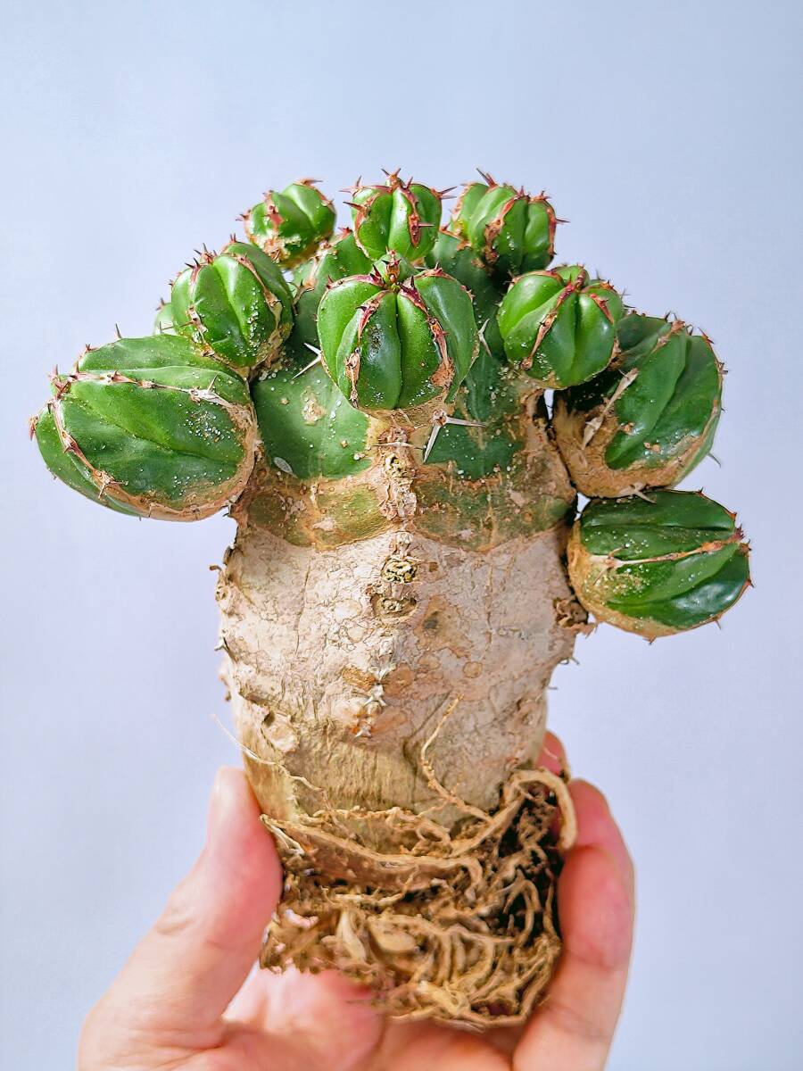 Yahoo!オークション - 特大古株 ユーフォルビア ハンディエンシス Euph...