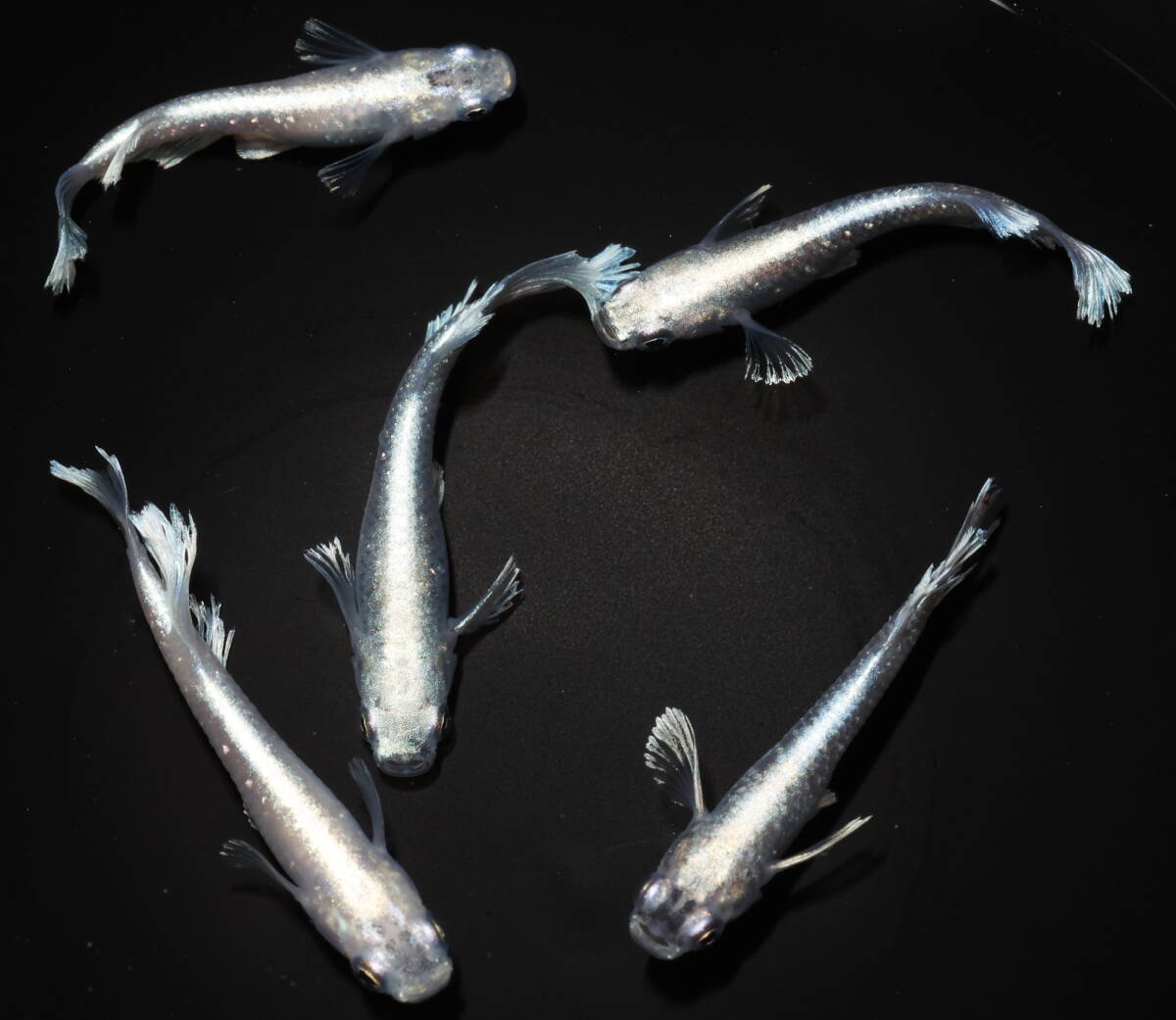 Yahoo!オークション - 【Azuma】 最高グレード グラディオ R7 画像の...