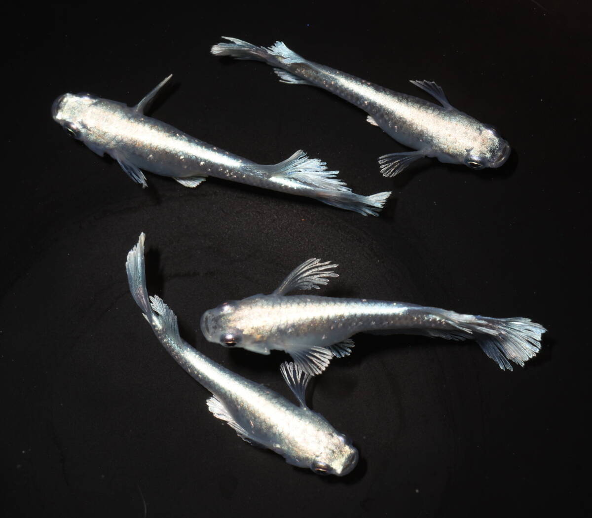 Yahoo!オークション - 【Azuma】 最高グレード グラディオ R7 画像の2...