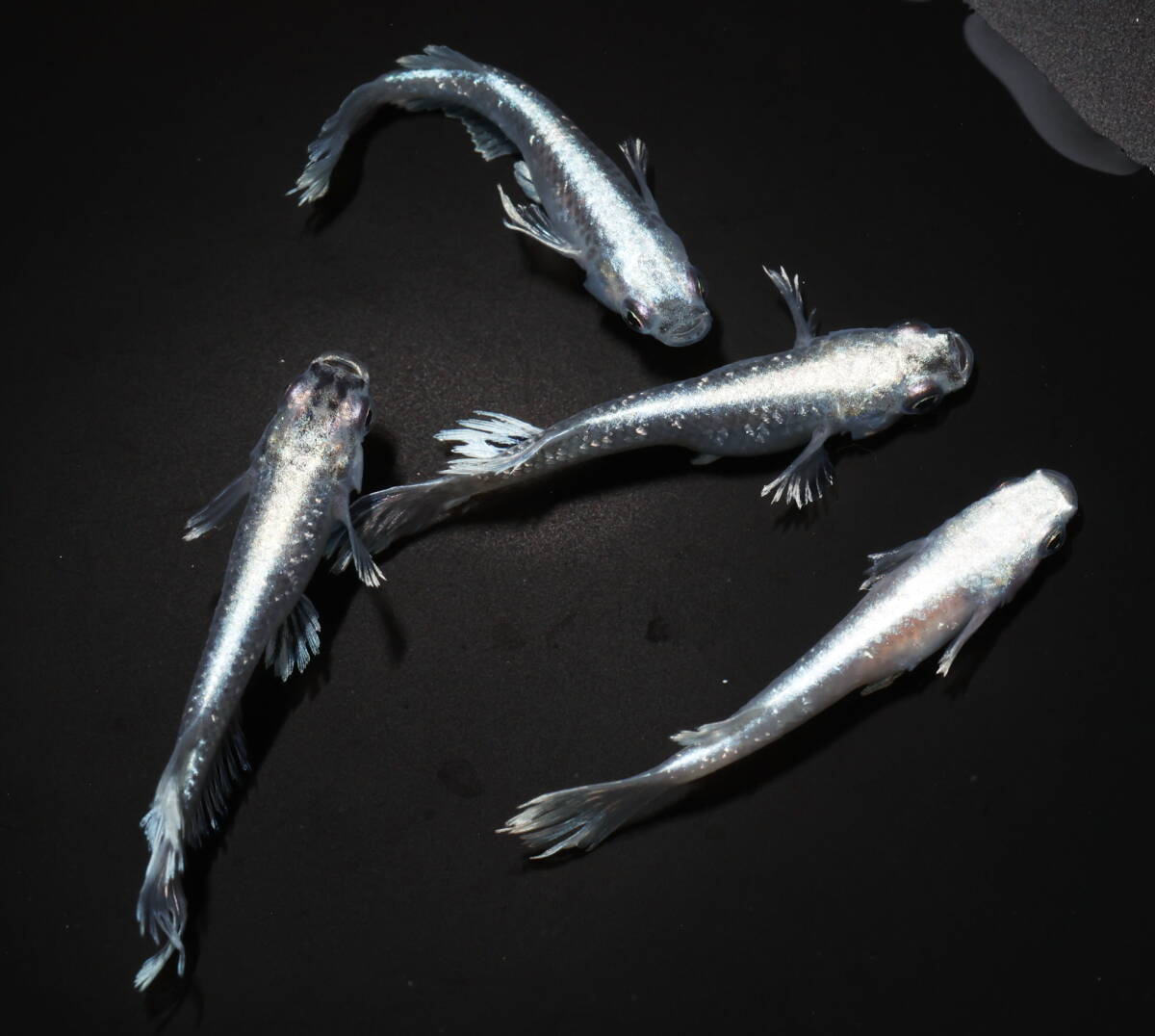 Yahoo!オークション - 【Azuma】 最高グレード グラディオ R7 画像の2...