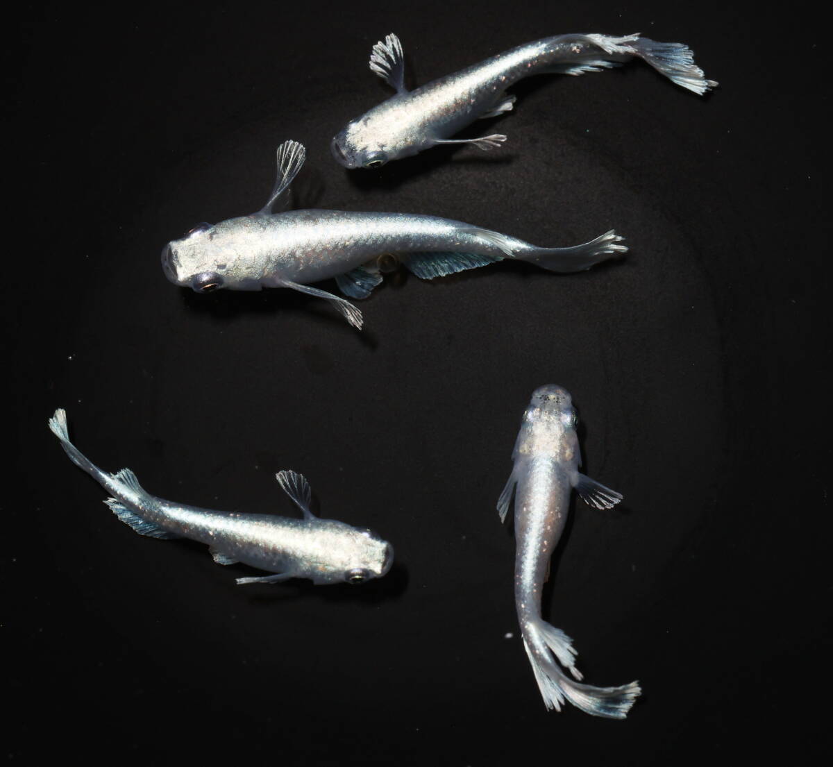 Yahoo!オークション - 【Azuma】 最高グレード グラディオ R7 画像の2...