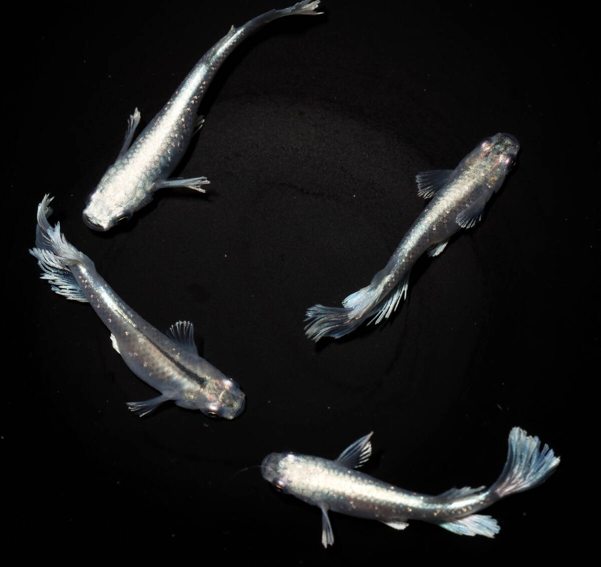 Yahoo!オークション - 【Azuma】 最高グレード グラディオ R7 画像の2...