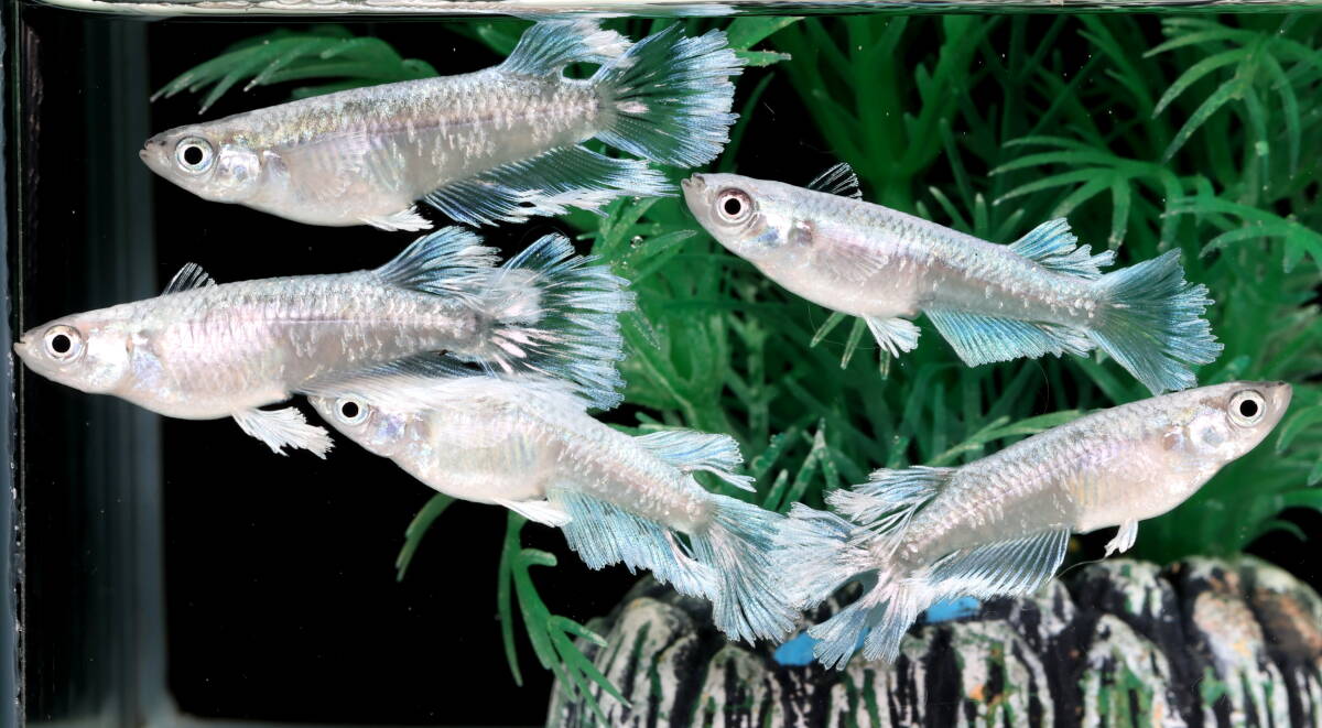 Yahoo!オークション - 【Azuma】 最高グレード グラディオ R7 画像の...