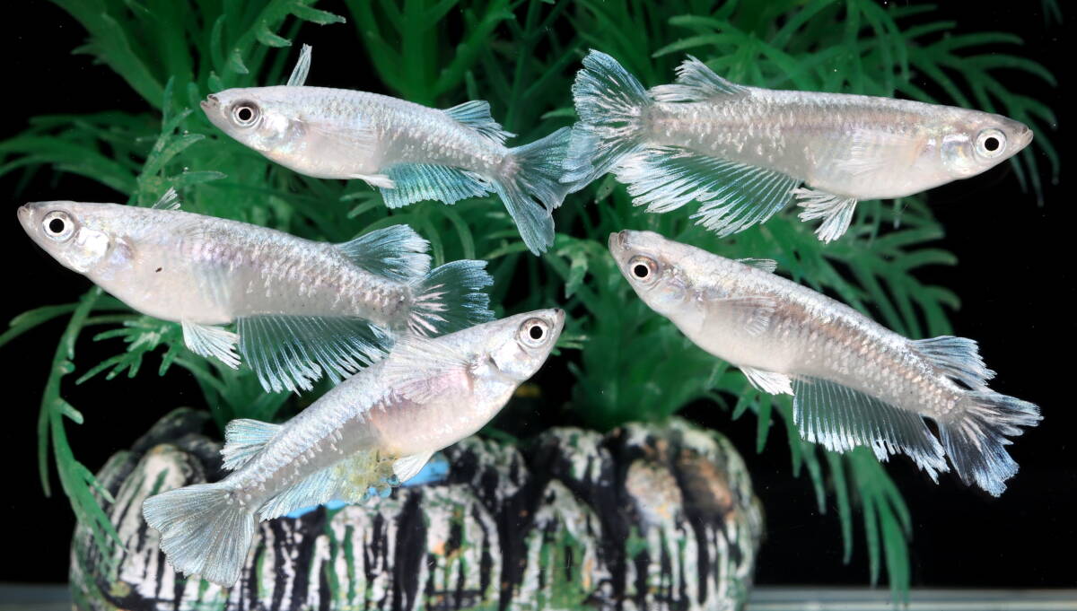 Yahoo!オークション - 【Azuma】 最高グレード グラディオ R7 画像の...