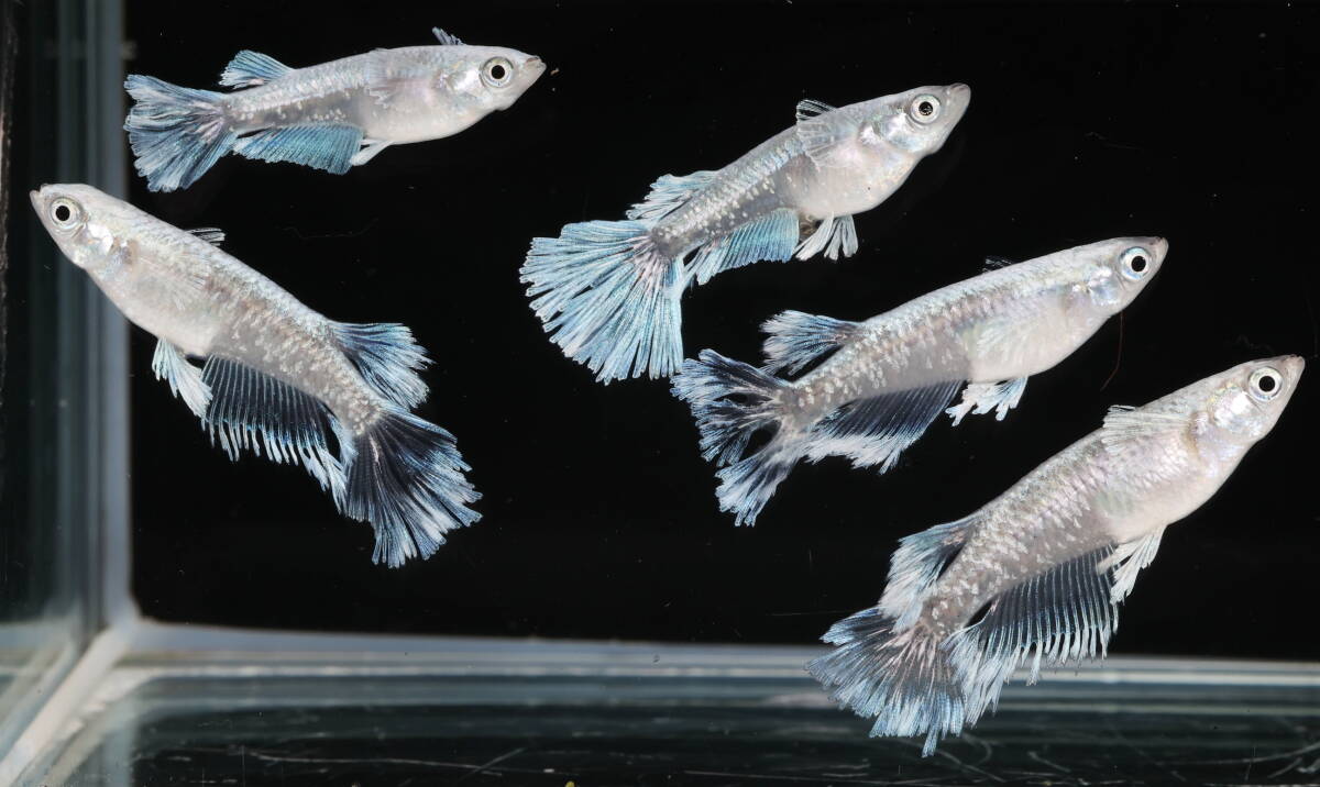 Yahoo!オークション - 【Azuma】 最高グレード グラディオ R7（♀大き...