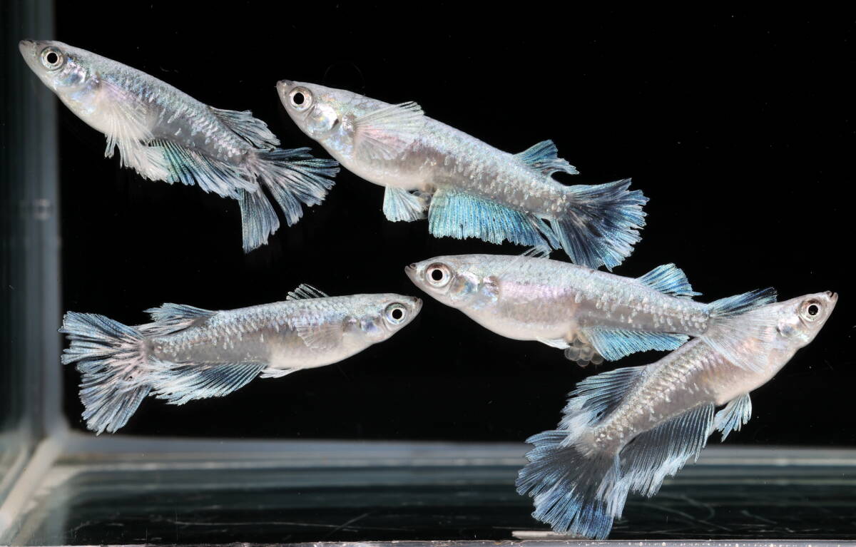 Yahoo!オークション - 【Azuma】 最高グレード グラディオ R7 画像の...