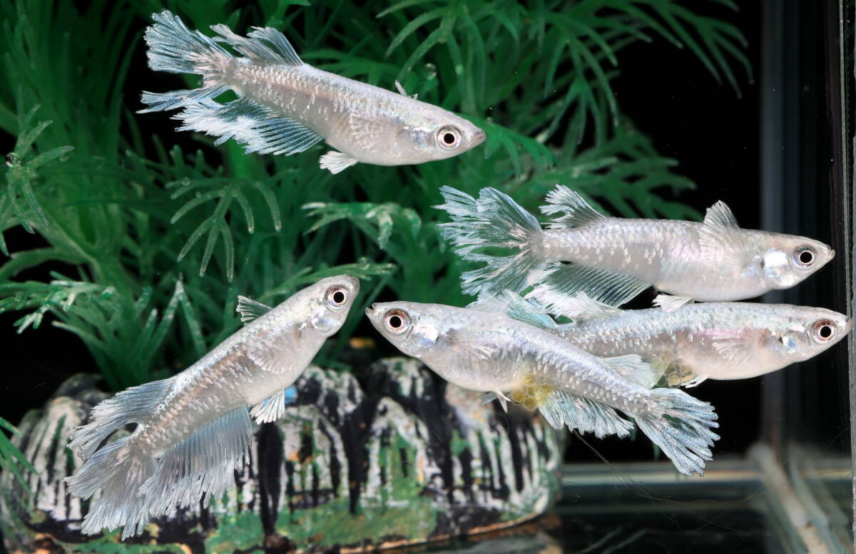 Yahoo!オークション - 【Azuma】 最高グレード グラディオ R7 画像の...